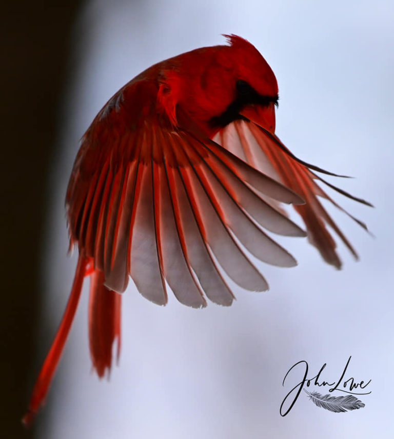 Services – Cardinal Care Psychiatric Services